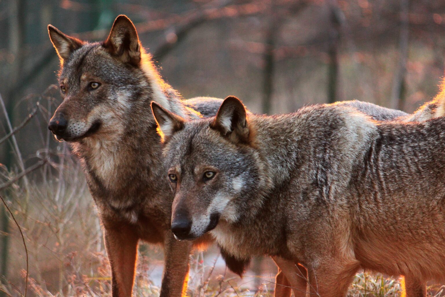 Il Lupo Appenninico - Parco Nazionale d'Abruzzo - Vivi L'Abruzzo